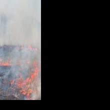 Prairie blaze sparks new beginnings at Preserve | Features ...