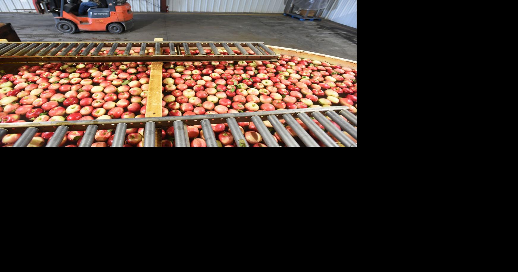 Large apple harvest creates need for storage, pickers | Features ...