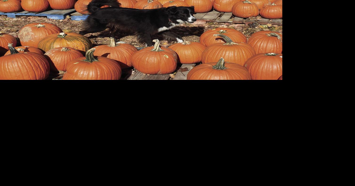 FALL HARVEST AT THE FARM | Features | harborcountry-news.com