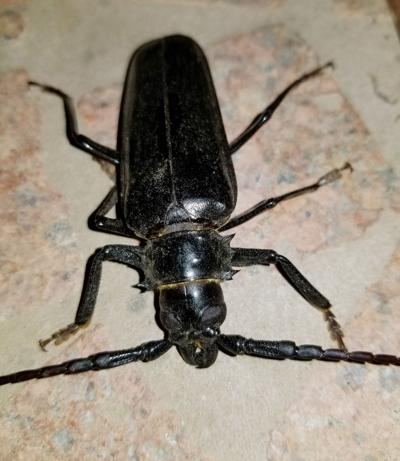 Getting to know one of the largest beetles in North America | Lifestyle ...
