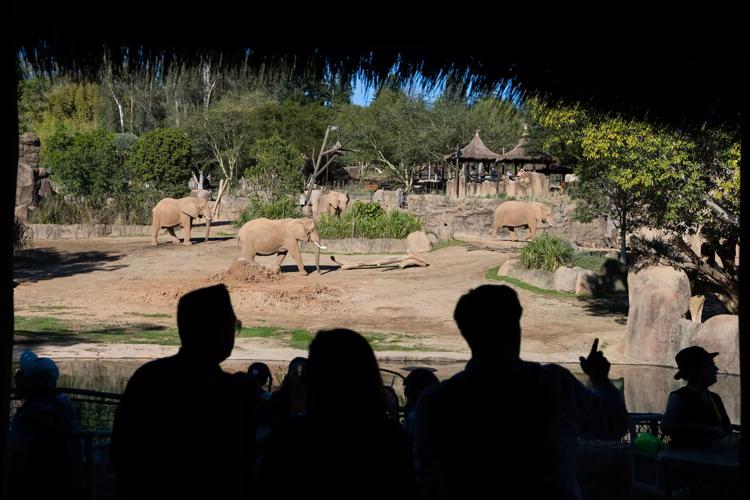 So close you can see elephant eyelashes? Welcome to San Diego's ...