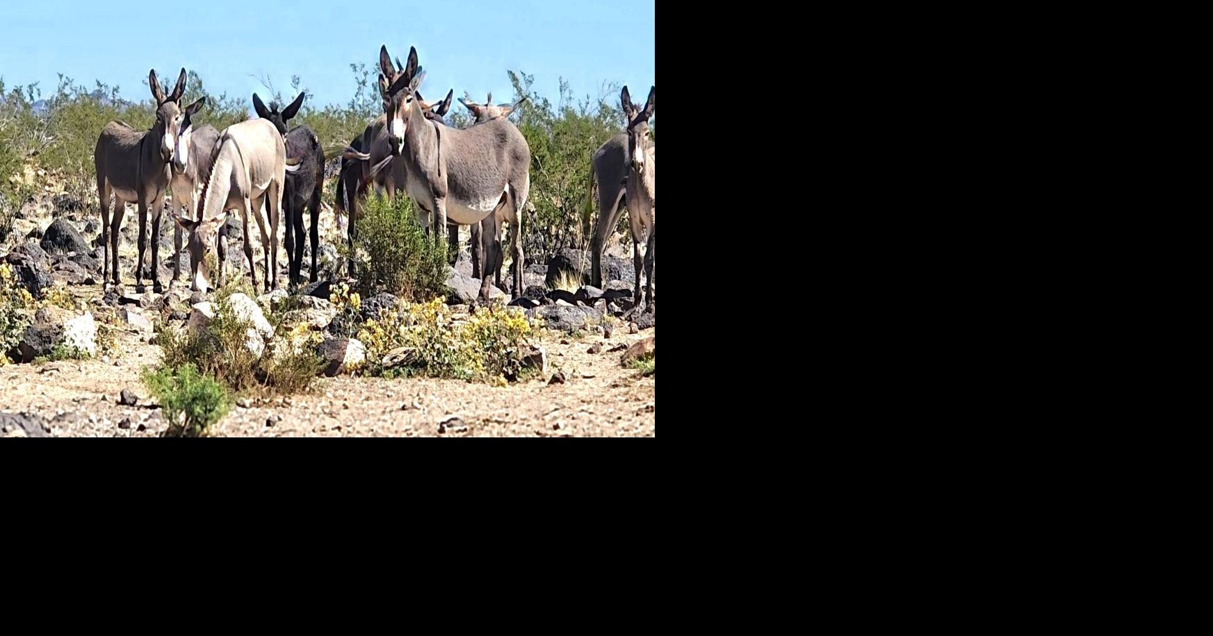 The Great Outdoors: Burro numbers out of control in the Black Mountains ...