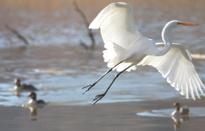 Great egrets vs. snowy egrets | Lifestyle | havasunews.com