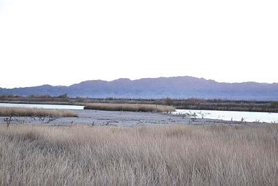 Agencies respond to low Topock Marsh water levels | Local News Stories ...