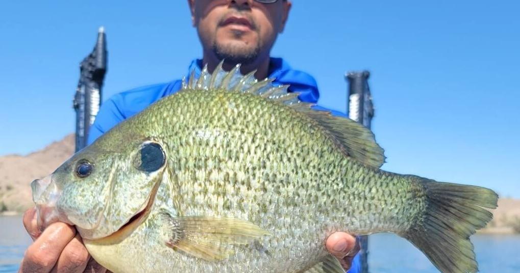 Record redear in Lake Havasu: Phoenix man catches record 16-inch, 4 ...