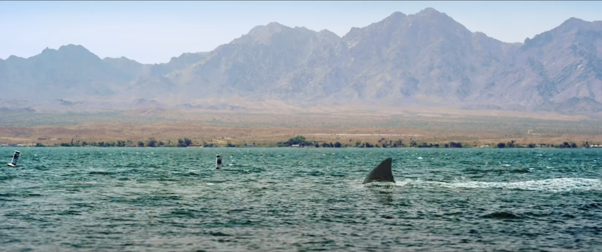 New movie ‘Shark Warning’ filmed in Lake Havasu City now streaming ...