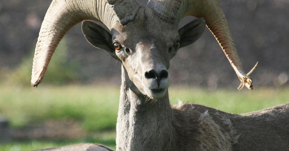 Where the sheep beat the heat: Summer sightings along the Colorado ...