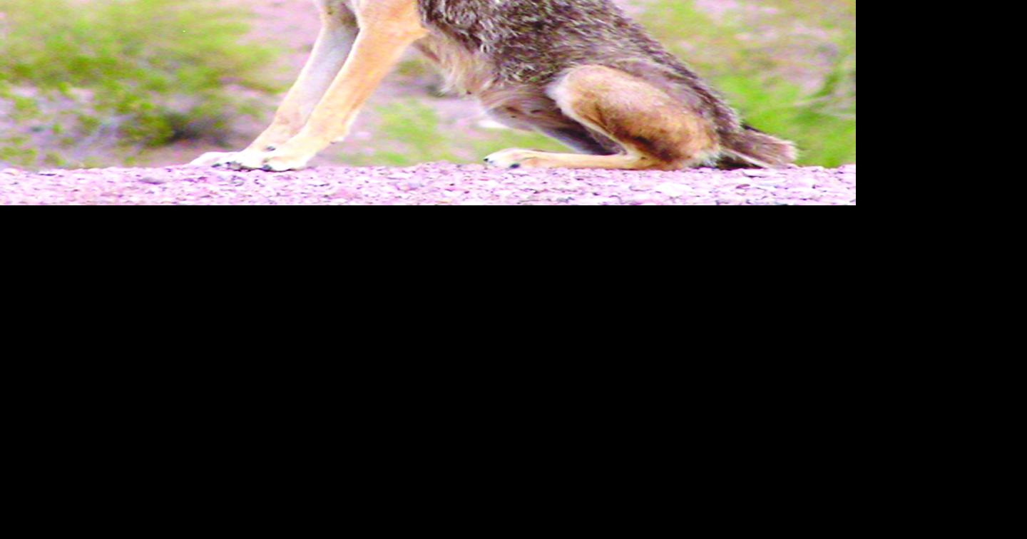 Our View: Keep coyotes feeling very, very afraid of people | Opinion ...
