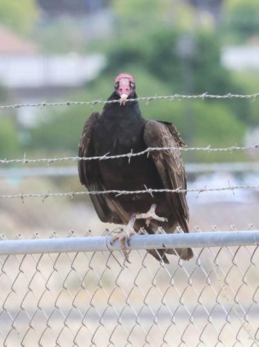 turkey vulture arizona desert