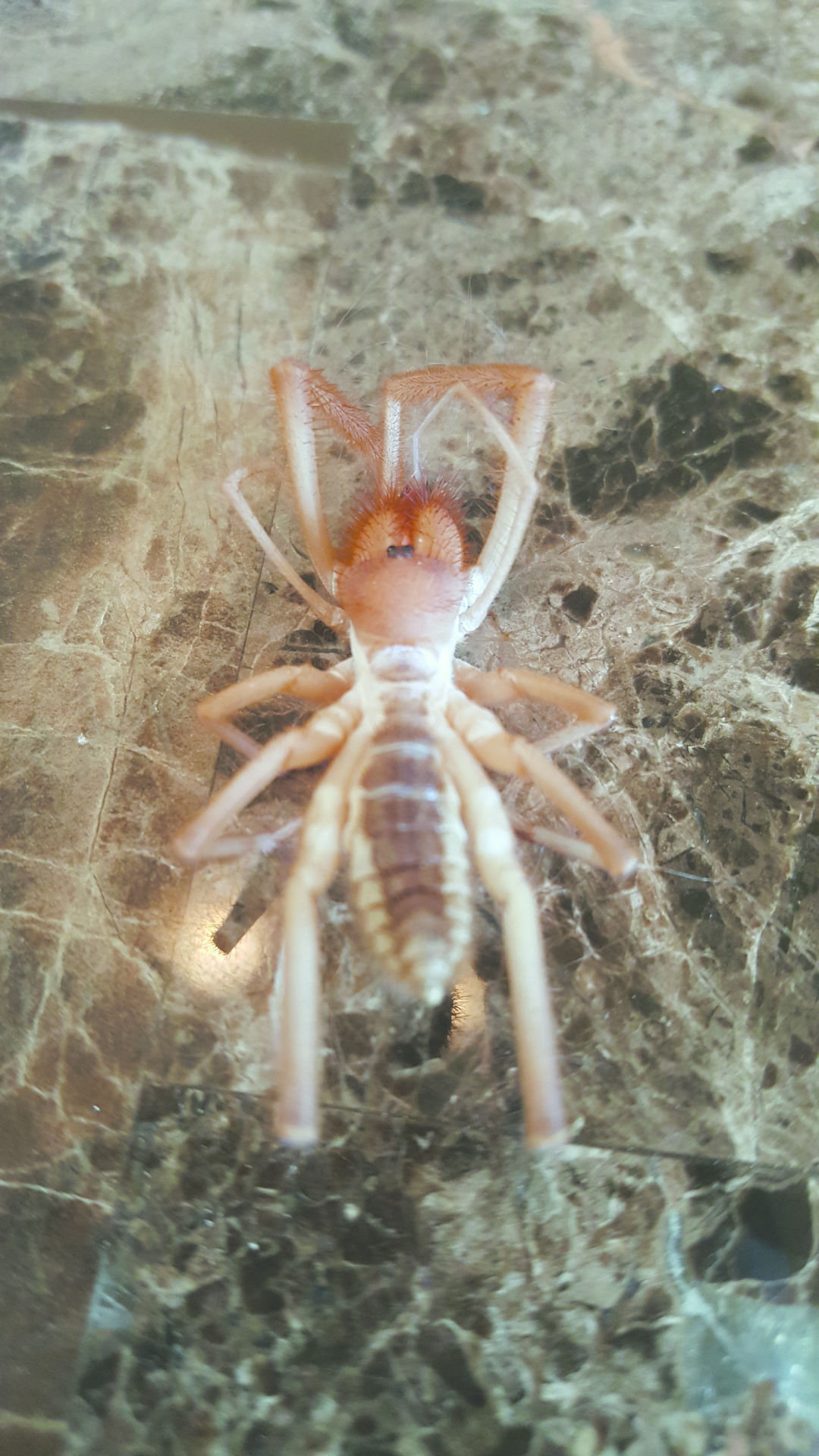 Photos: Wildlife in Lake Havasu City | Galleries | havasunews.com