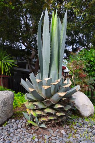 Southern California agave owners have been hacked. What are thieves ...