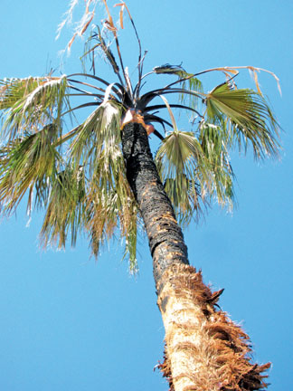 Palm tree fire deemed suspicious | Local News Stories | havasunews.com