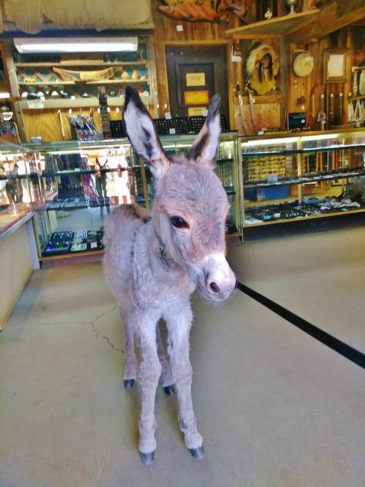 Burro captures hearts in Oatman | Local News Stories | havasunews.com