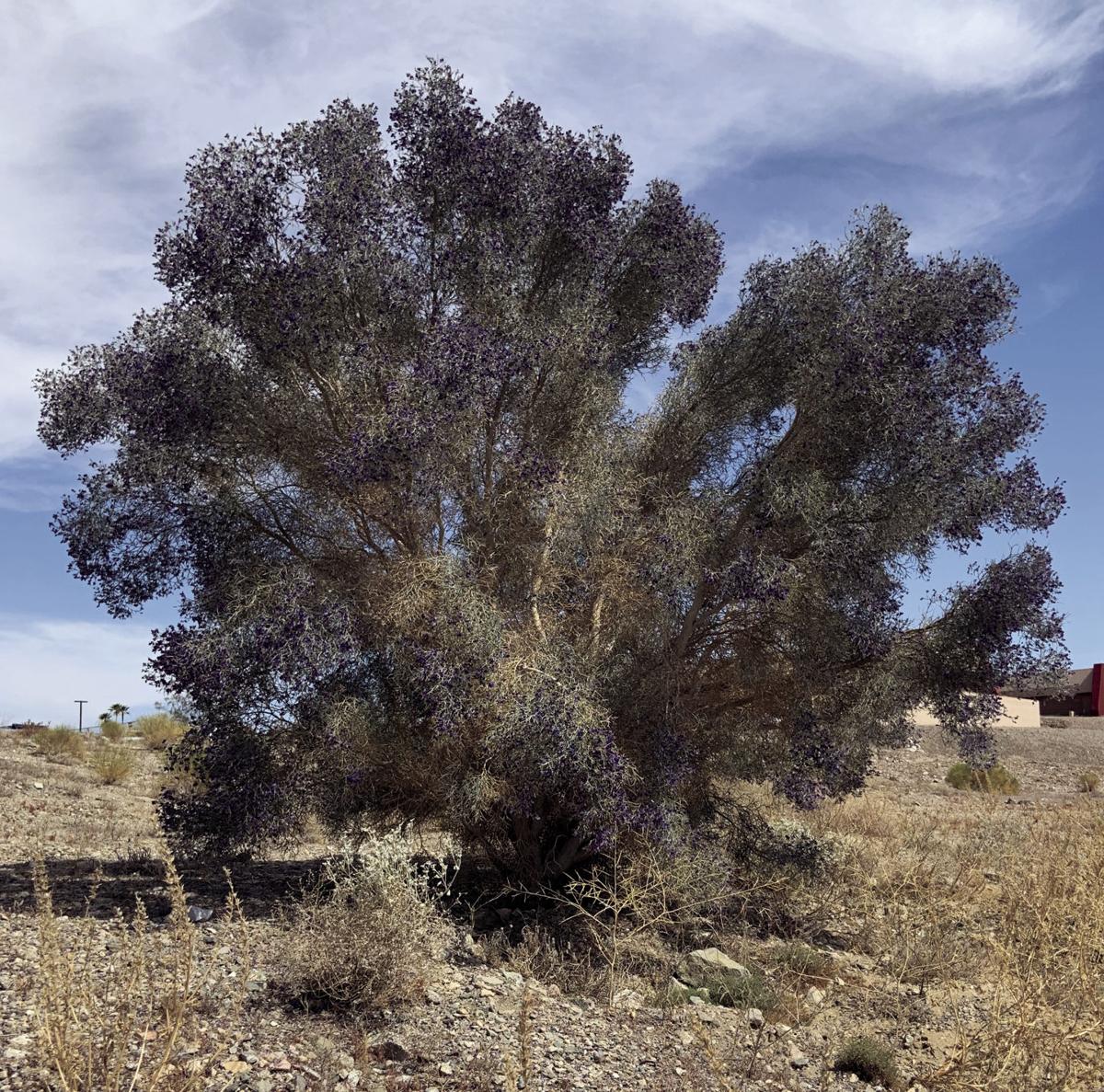 What’s a smoketree? | Lifestyle | havasunews.com