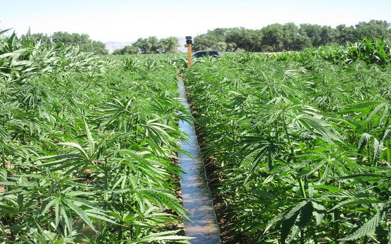 Arizona House gives preliminary OK for farmers to grow hemp | Local ...