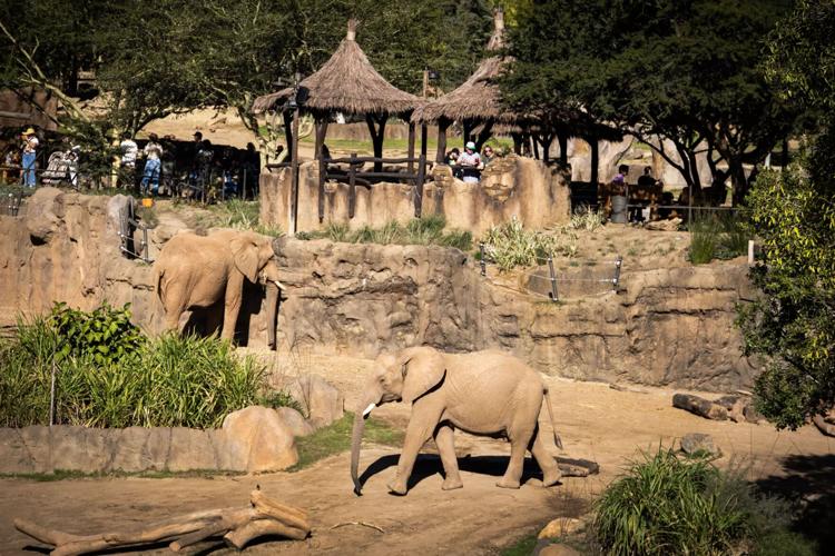 So close you can see elephant eyelashes? Welcome to San Diego's ...