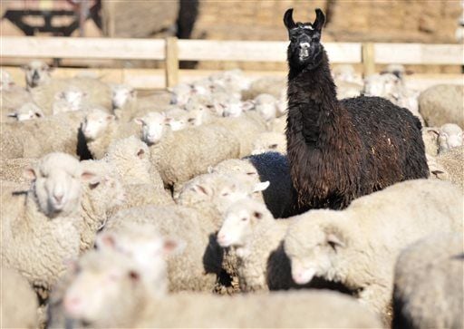 In Colorado, llamas guard sheep from coyotes, other predators | Nation ...
