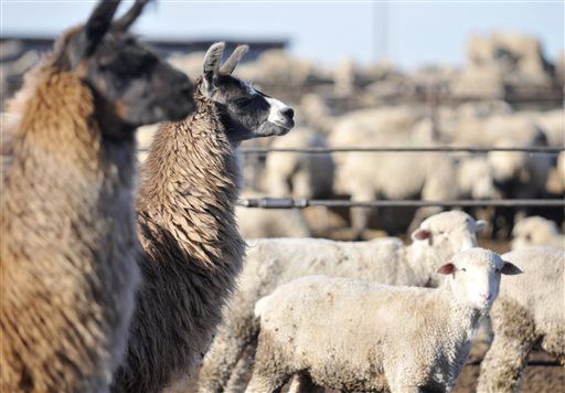 In Colorado, llamas guard sheep from coyotes, other predators | Nation ...