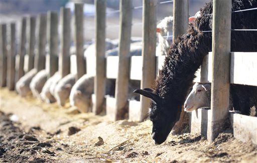 In Colorado, llamas guard sheep from coyotes, other predators | Nation ...
