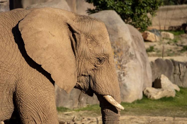 So close you can see elephant eyelashes? Welcome to San Diego's ...