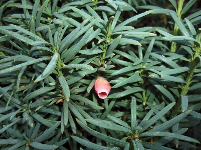 Author: You can fight plant allergies with plants | Lifestyle ...