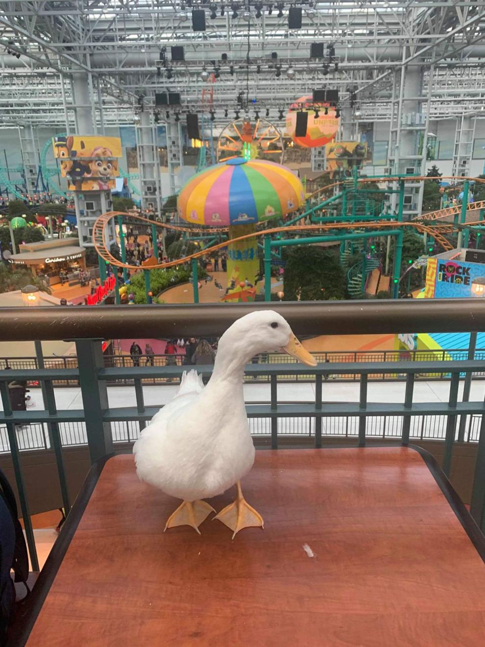 This adventurous Minnesota duck is now a viral internet sensation ...
