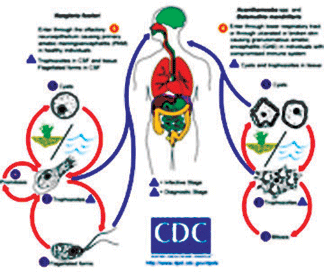Naegleria Fowleri Life Cycle