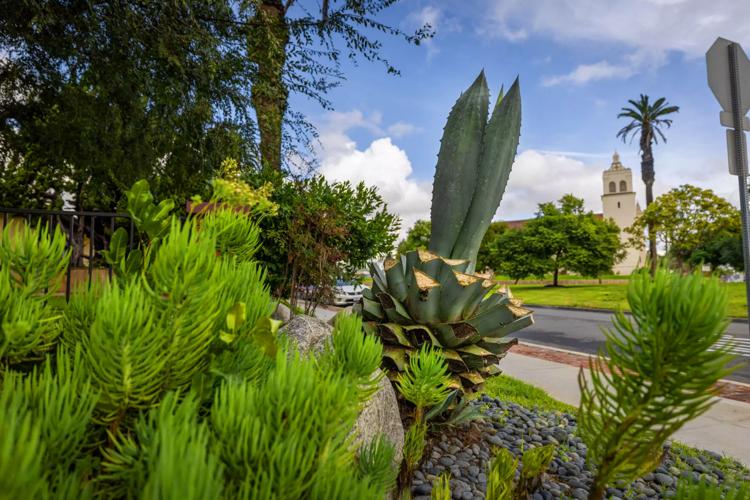 Southern California agave owners have been hacked. What are thieves ...