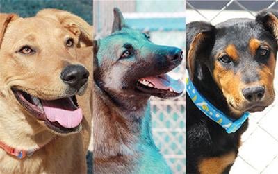 Adopt a dog for free from Mohave County animal shelter | Local News ...