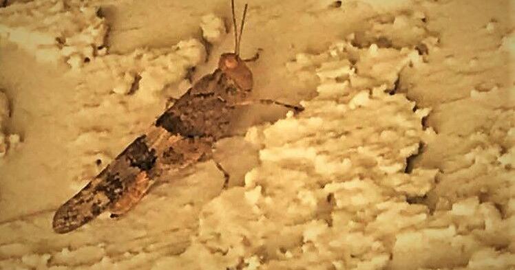 Grasshoppers multiply thanks to monsoon —and more bugs could be on ...