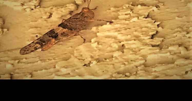 Grasshoppers multiply thanks to monsoon —and more bugs could be on ...