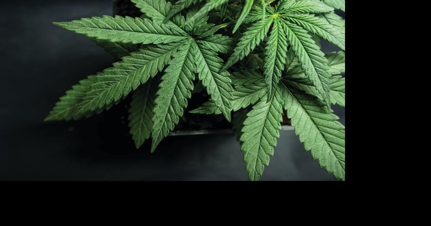 Marijuana deliveries banned in Castle Rock | Archives | havasunews.com