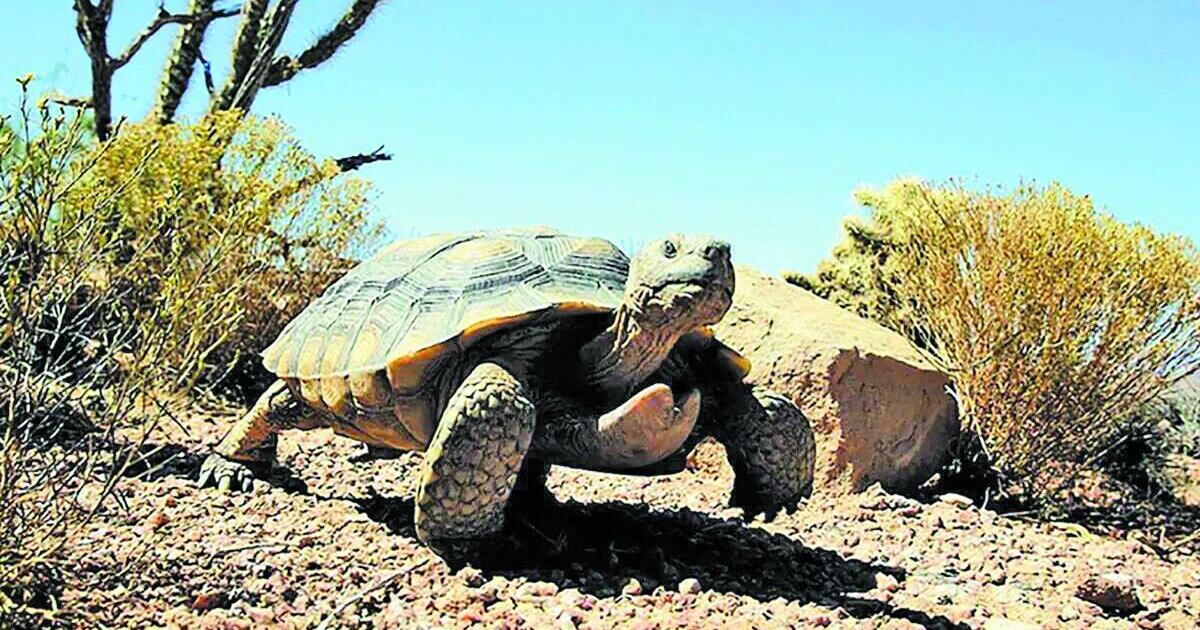Mojave Max the desert tortoise has yet to make 2025 emergence | Local ...