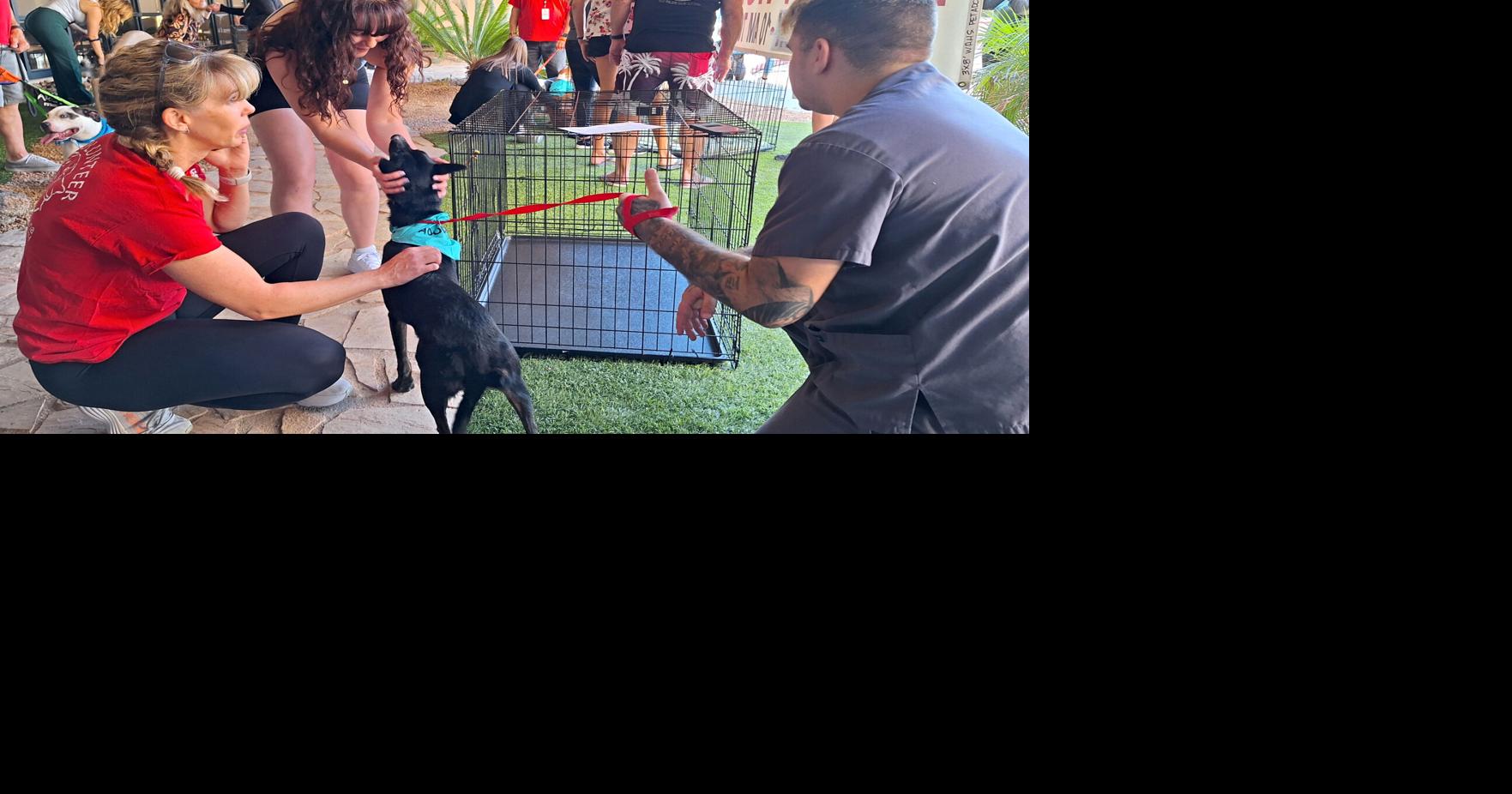 Adoptable dogs touch the hearts of Havasu Regional Medical Center staff ...