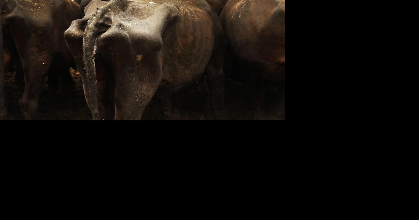 Starving cows. Fallow farms. The Arizona drought is among the worst in ...