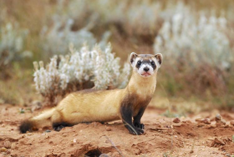 No ferrets found at Double O Ranch during spotlighting event | Local ...