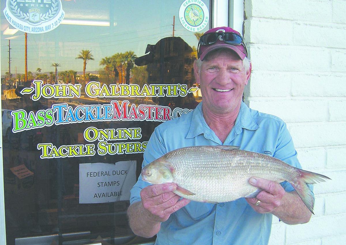 17-inch gizzard shad sets Lake Havasu record | Local News Stories ...