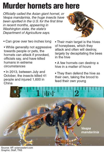They’re not really called ‘murder hornets.’ And they’re probably not as ...
