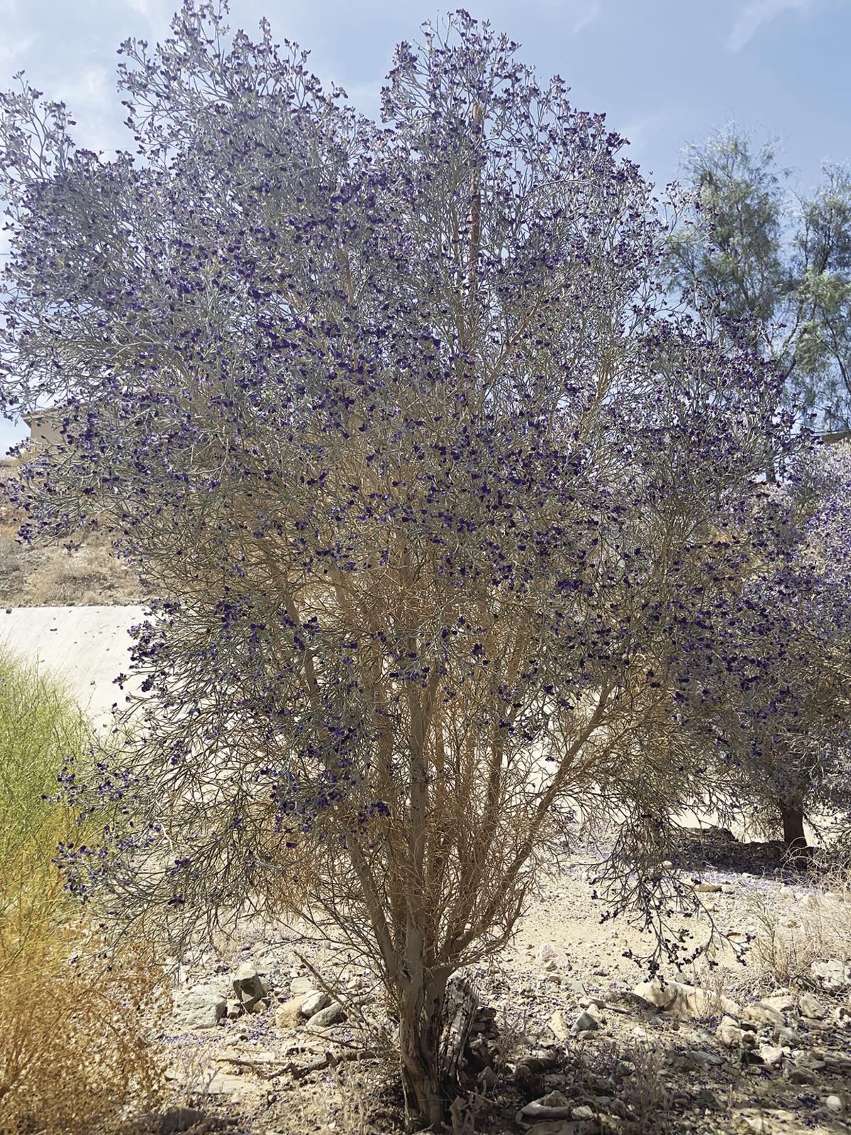 What’s a smoketree? | Lifestyle | havasunews.com