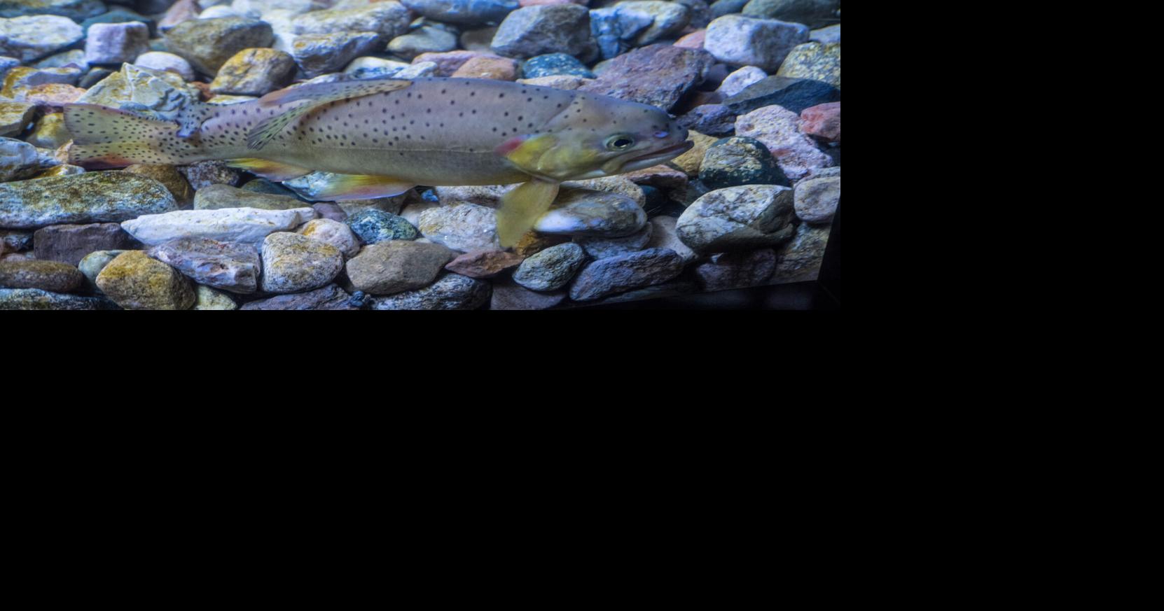 Arizona’s state fish, the Apache Trout, is proposed for delisting ...