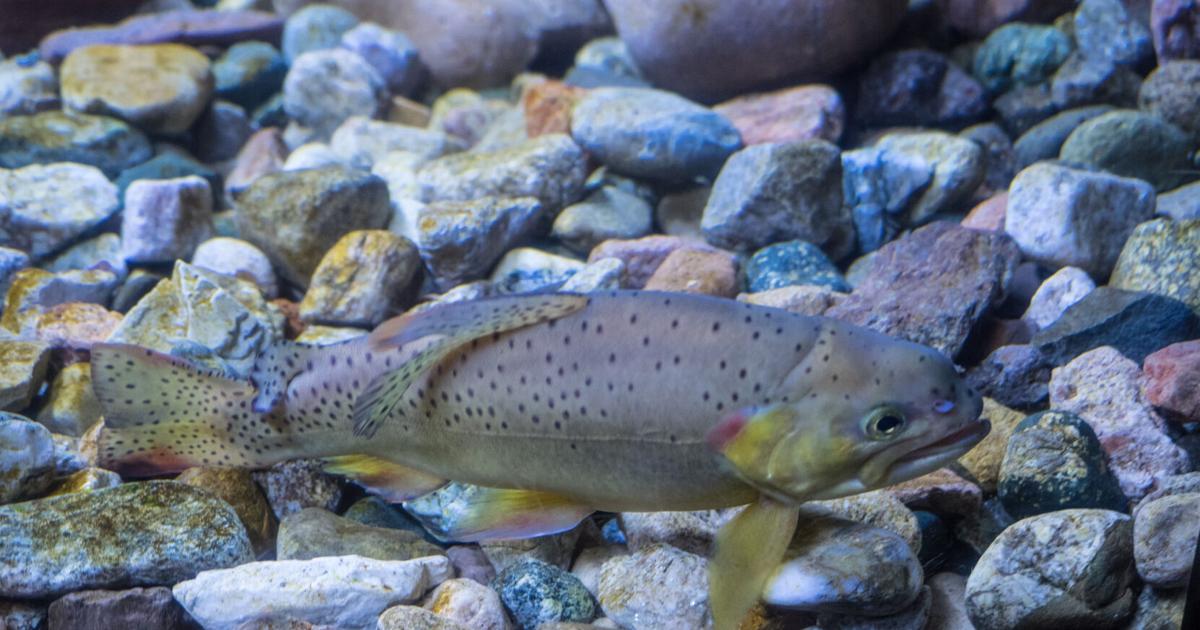 Arizona’s state fish, the Apache Trout, is proposed for delisting ... Arizona’s state fish, the Apache Trout, is proposed for delisting ...