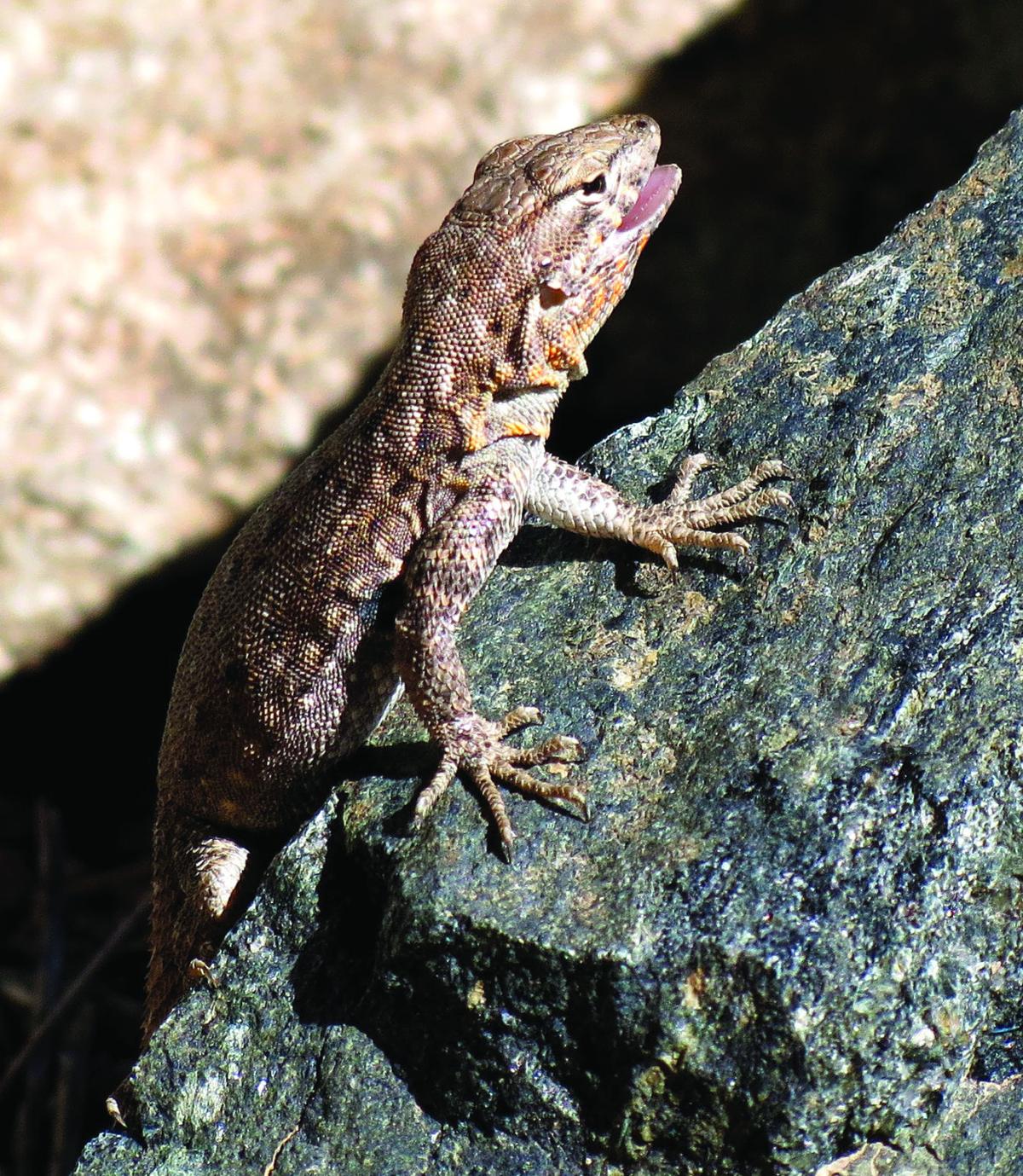 Photos: Wildlife in Lake Havasu City | Galleries | havasunews.com