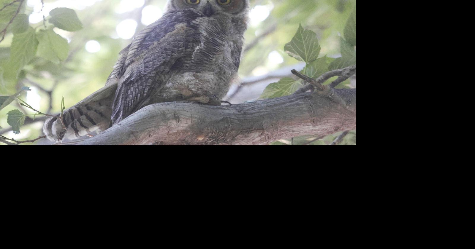 Nature Notes: Owl with attitude | Lifestyle | havasunews.com