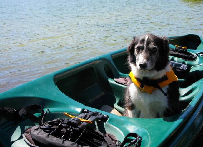 Photos: Dogs love Lake Havasu | Complimentary | havasunews.com