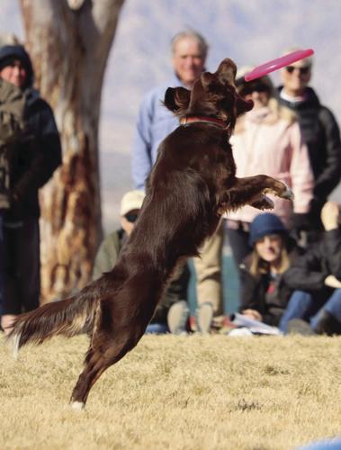 Fetching Fido: Havasu Disc Dogs bring entertainment and joy to Havasu ...