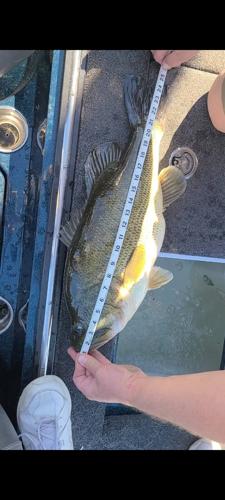 Big Fish: Record largemouth bass caught on Colorado River | Sport ...