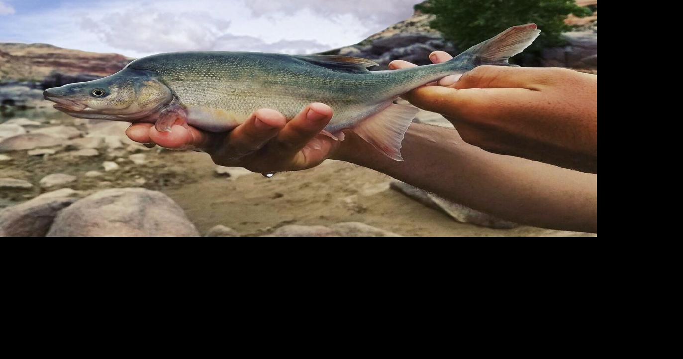 Chub snub? Advocates question plan to protect threatened Colorado River ...
