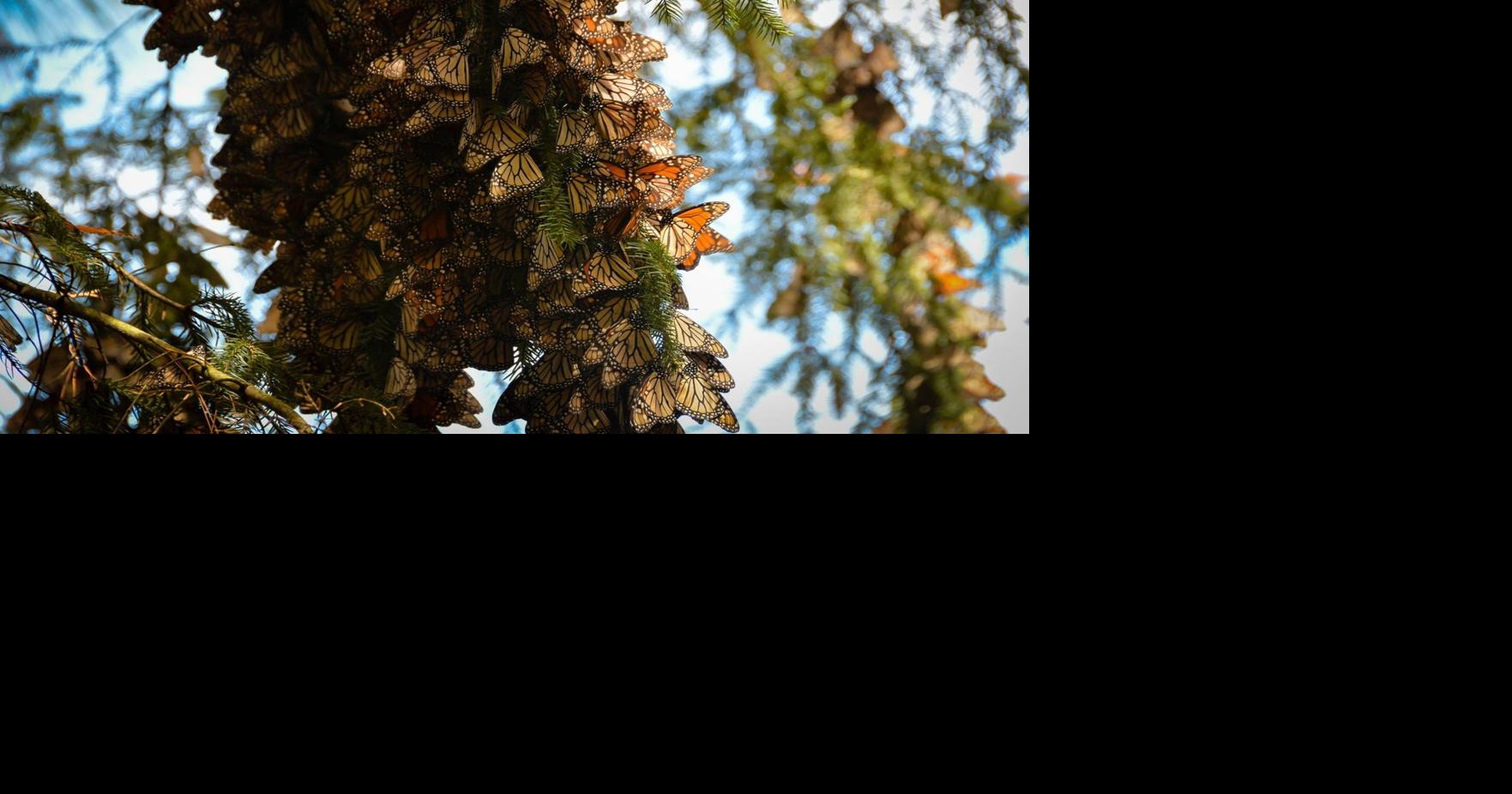 Vanishing breed: Monarch butterflies have become a rare sight in Havasu ...