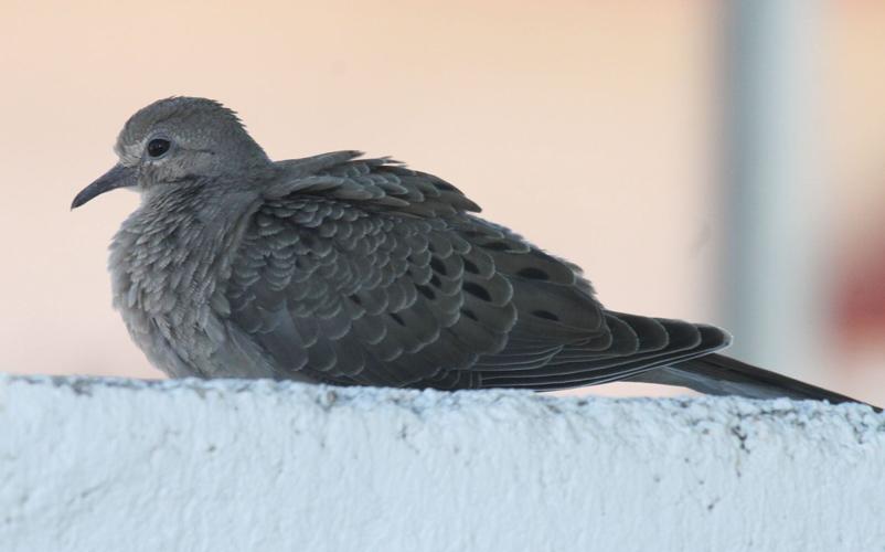 Nature Notes | A diversity of doves | Lifestyle | havasunews.com