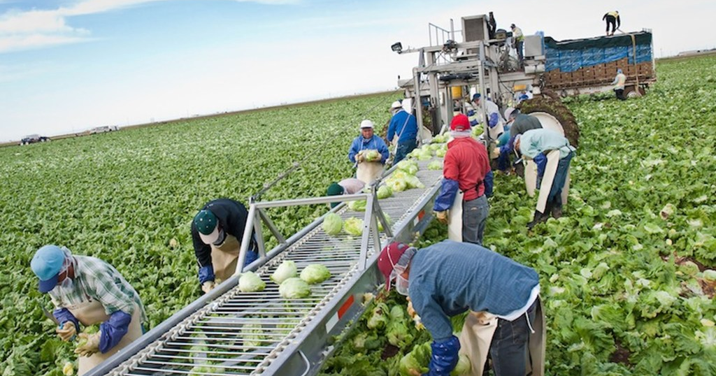 The human cost of the Yuma’s vegetable empire | Local News Stories ...